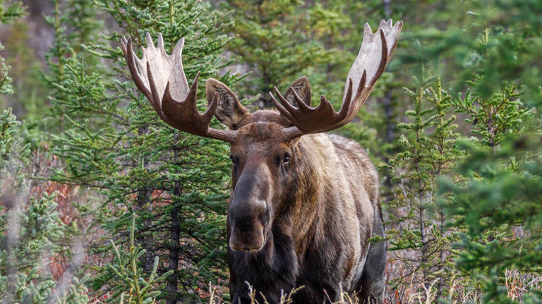 The Weird Reason Canadians Were Told To Avoid Letting Moose Lick Their Car
