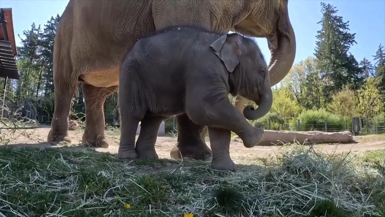 Oregon zoo's baby elephant shows off personality during first visit to ...