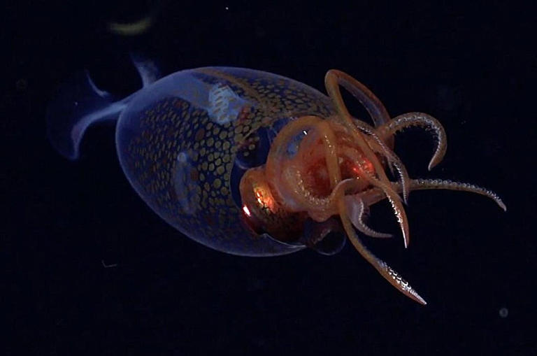Team captures first confirmed footage of a baby colossal squid