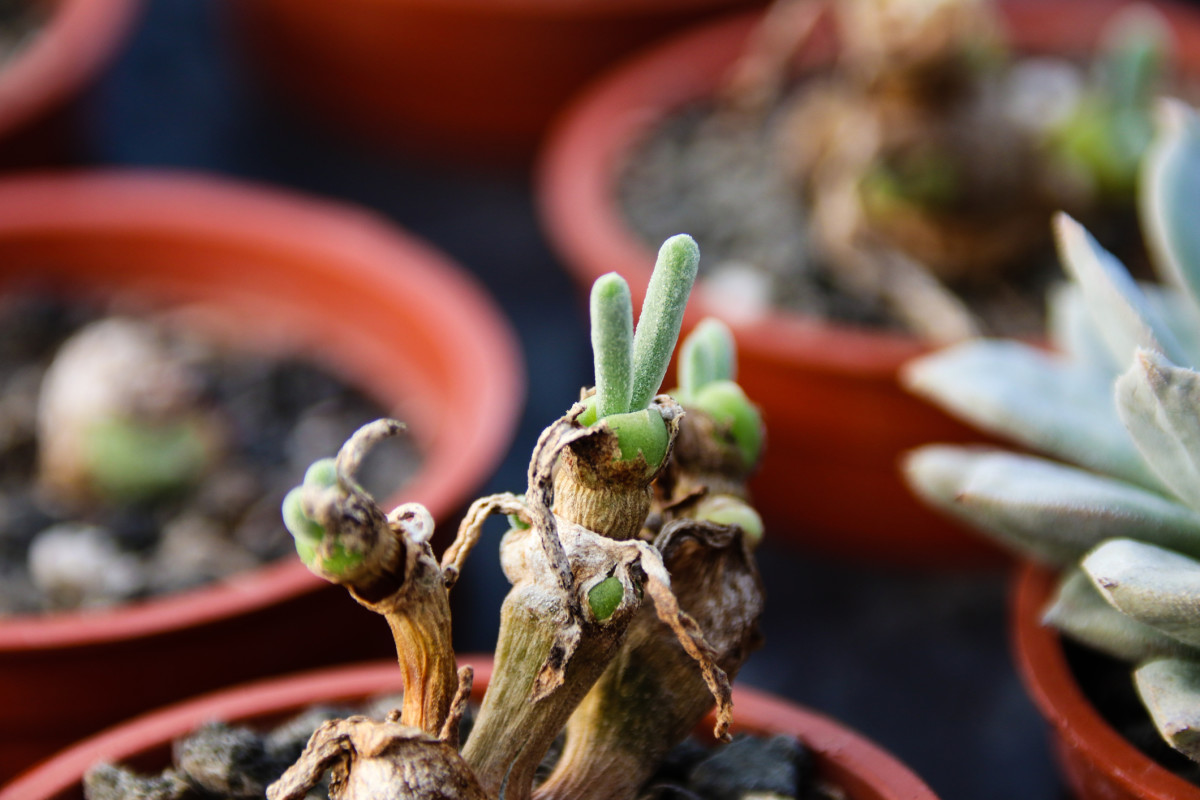 OMG, You'll Definitely Want These Ear-resistable 'Bunny Succulents' for ...