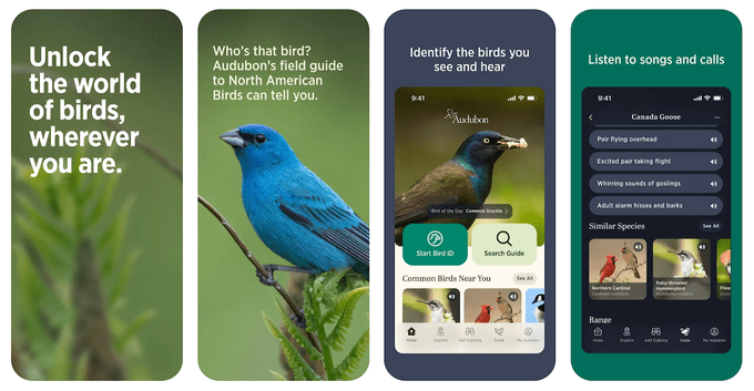 6 Bird Identification Apps to Give Your Skills a Boost