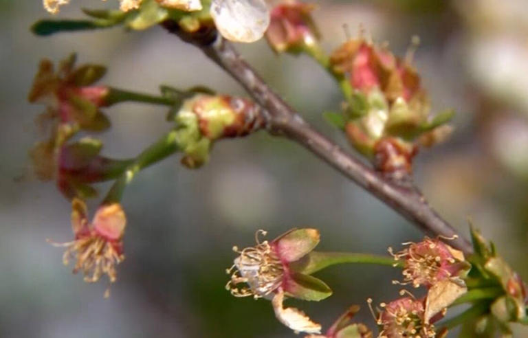 Garden Spot: Checking on the cherry trees