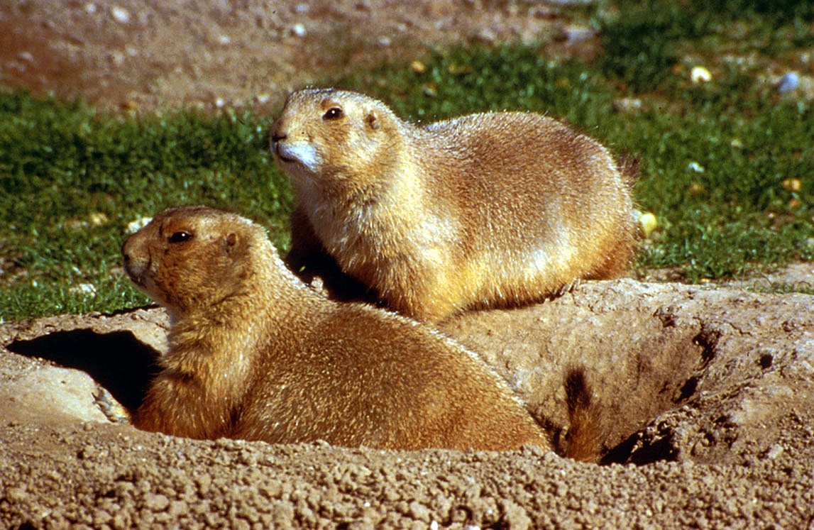 Why Some Ranchers Are Suing Over Prairie Dogs Why Some Ranchers Are Suing Over Prairie Dogs