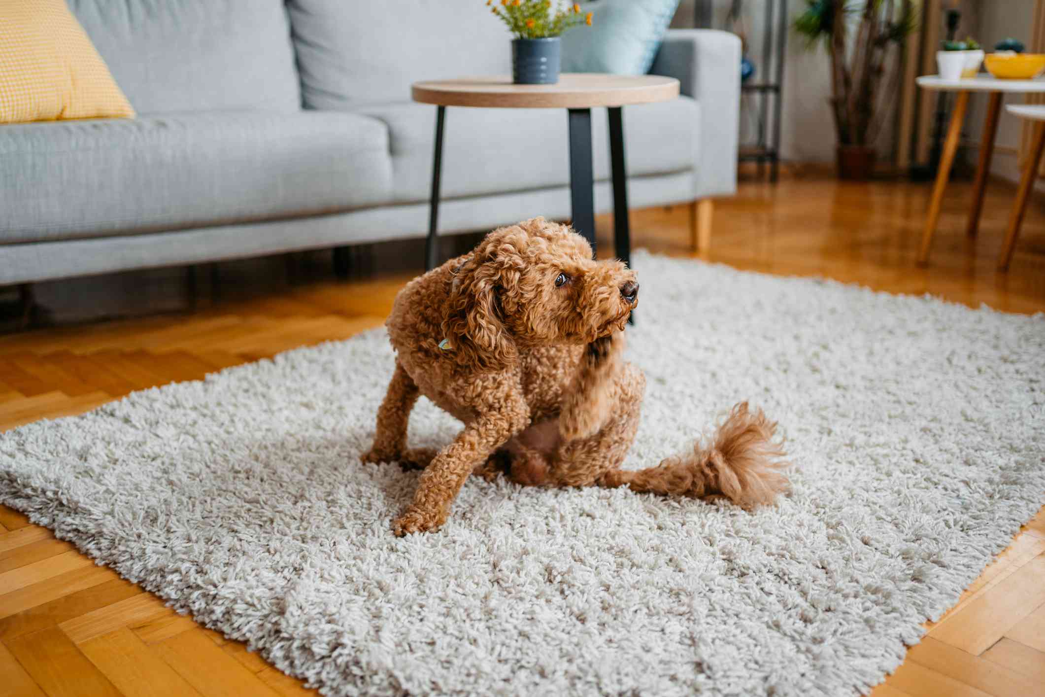 How to Get Rid of Fleas in the House Fast (and Naturally), Per ...