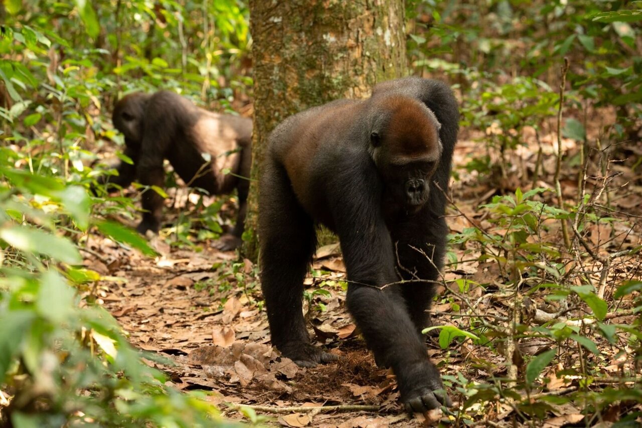 Gorillas in Congo's Nouabalé-Ndoki National Park scratch the ground for ...