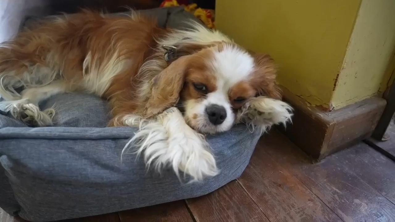 Israeli woman reunited with her dog after losing him in Hamas raid on ...