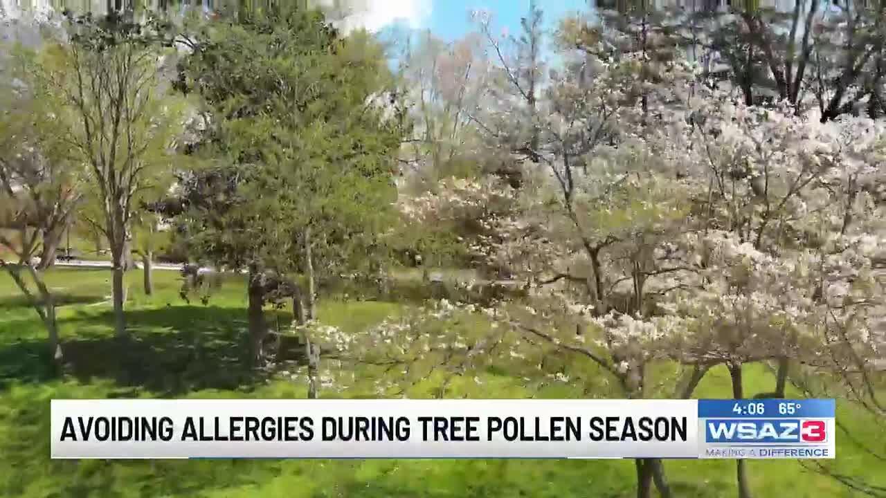 Avoiding allergies during tree pollen season