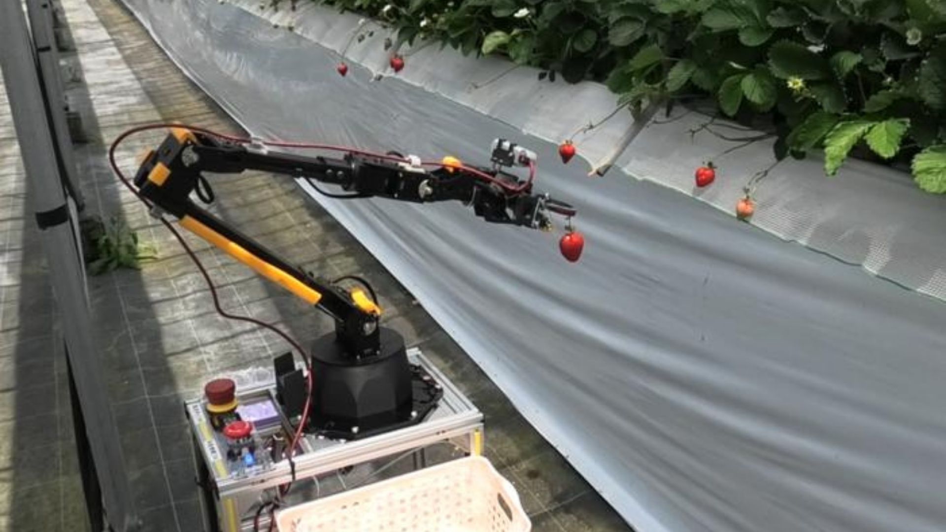 Berry impressive! Japan’s new robot is outpacing humans in strawberry ...