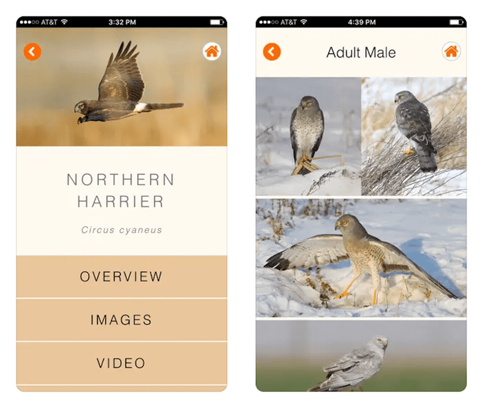 6 Bird Identification Apps to Give Your Skills a Boost