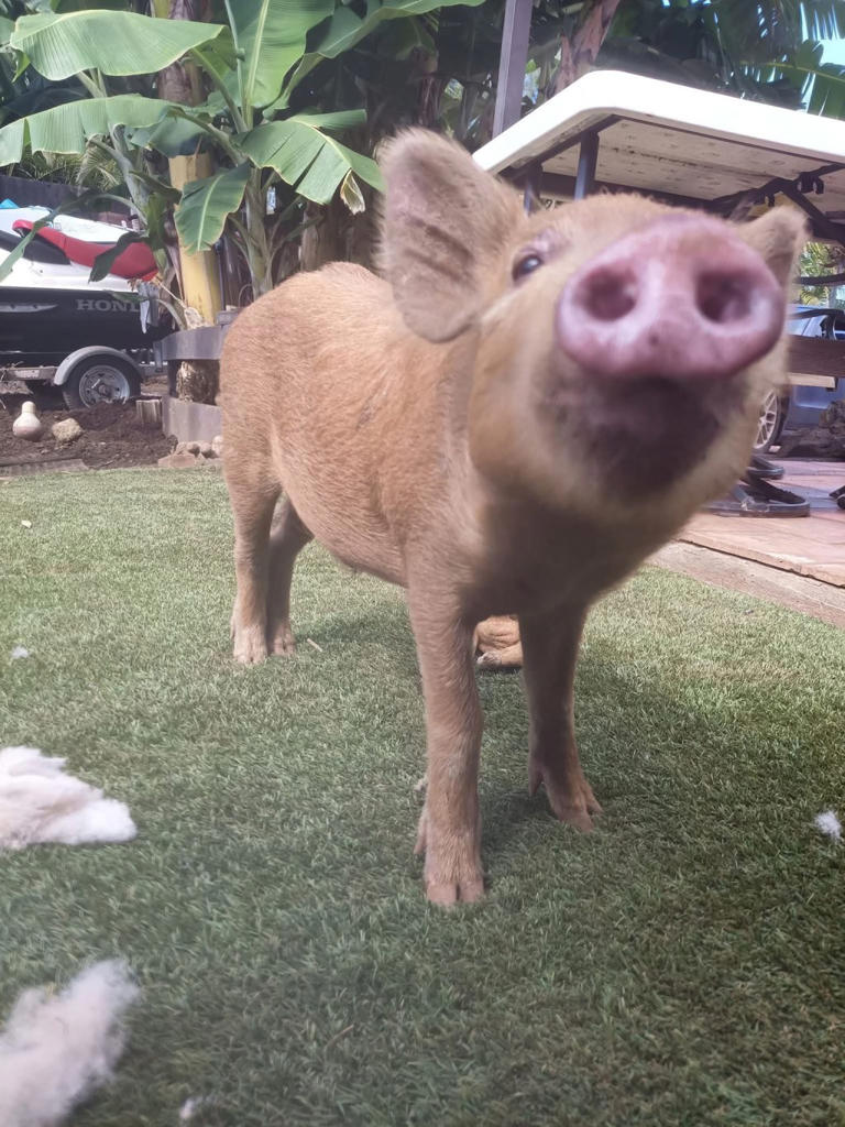 Hawaii teen faces 10-year sentence for stealing pet pig, killing it to ...