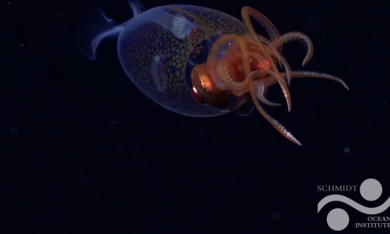 ¡Asombroso! Revelan primeras imágenes de un calamar colosal bebé en su ...