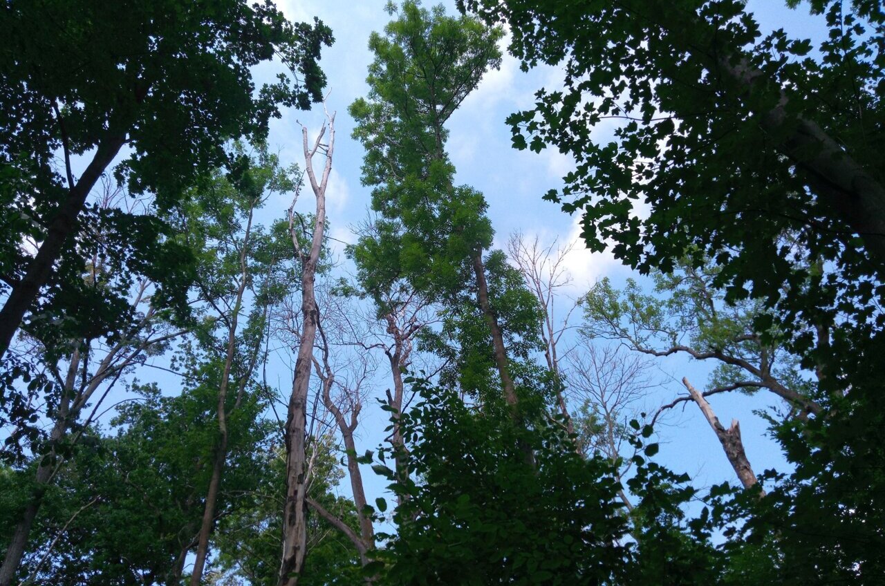 A balanced combination of sufficient light and stable forest ...