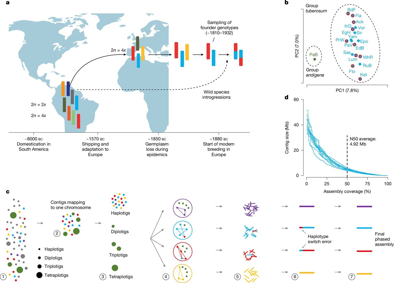 European potato genome decoded: Researchers find small gene pool with ...