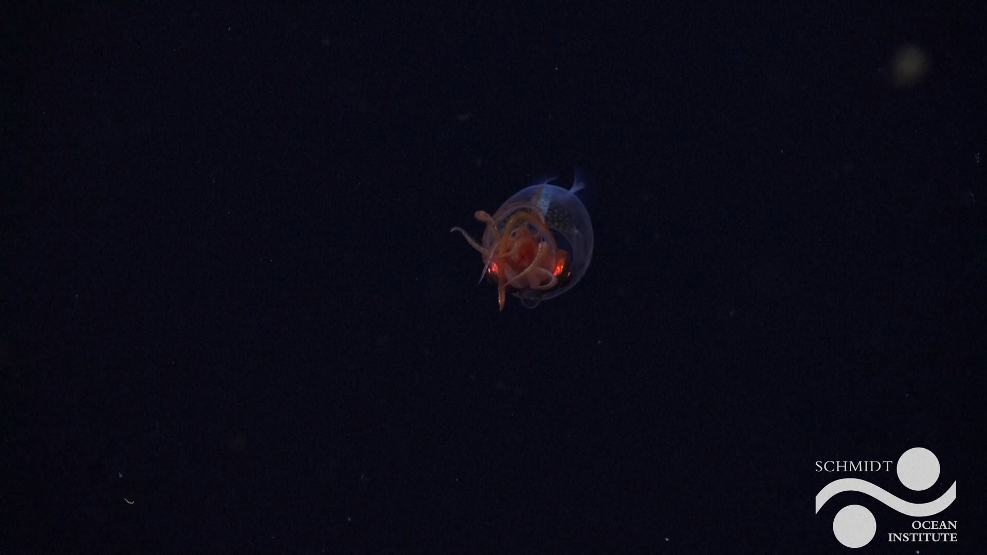 A colossal squid is caught on camera for the first time in the deep sea