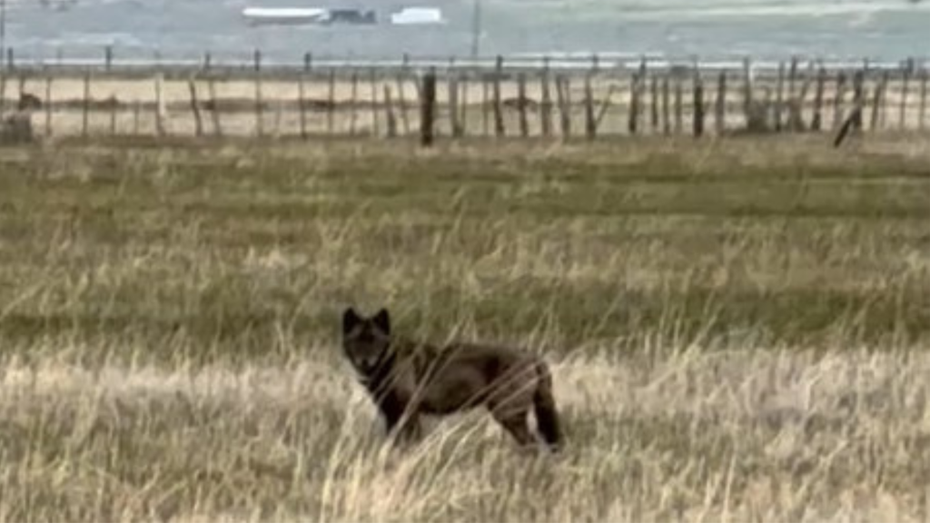6 gray wolf attacks on cattle confirmed over 16 days at Plumas County ranch