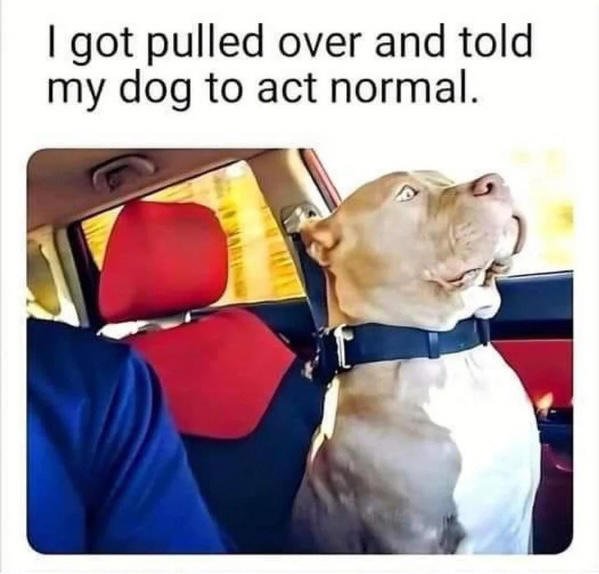 45 Funny Dog Memes That’ll Have You Howling With Laughter (April 16, 2025)