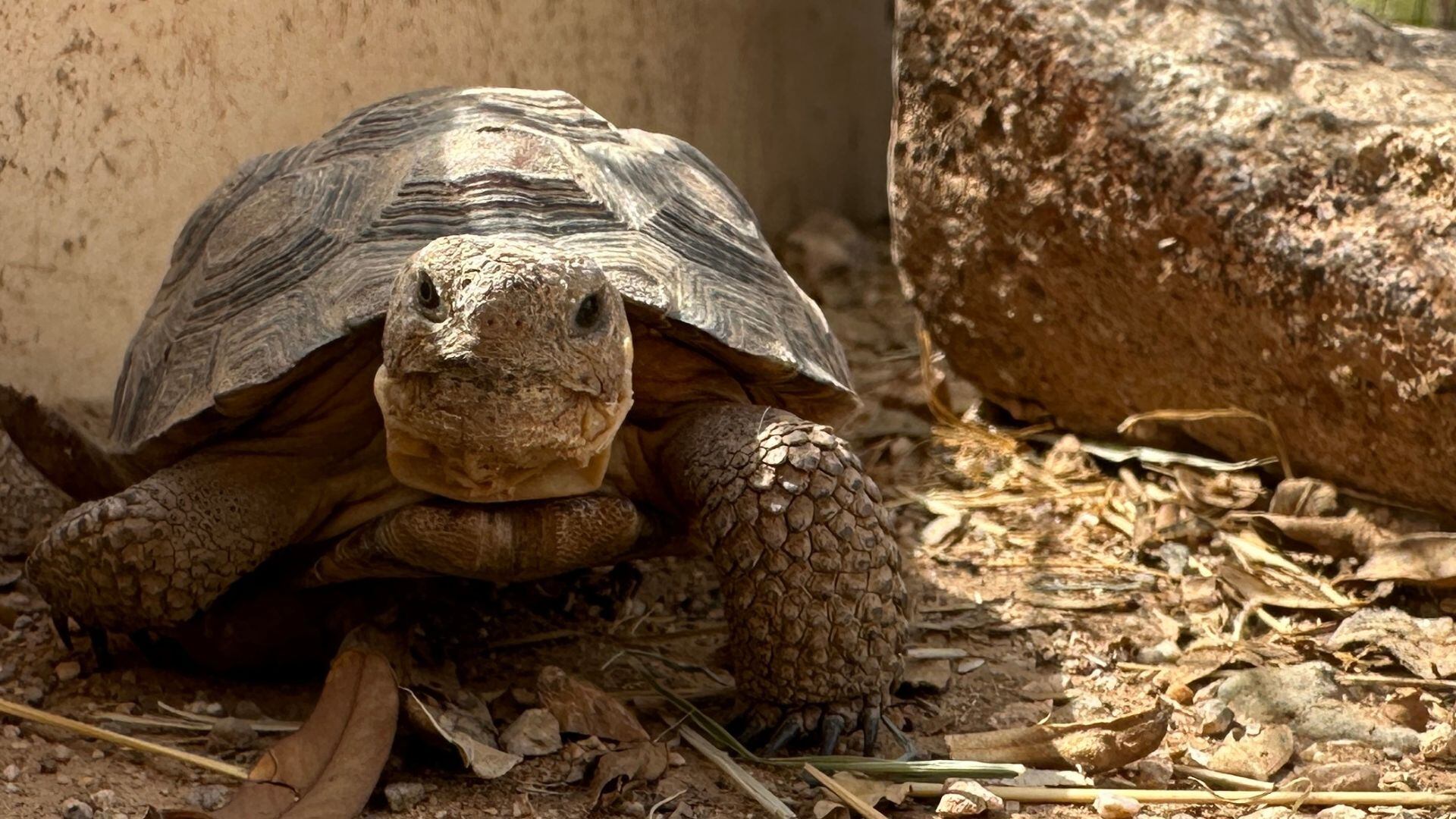 Over 100 desert tortoises up for adoption at Arizona Game and Fish ...