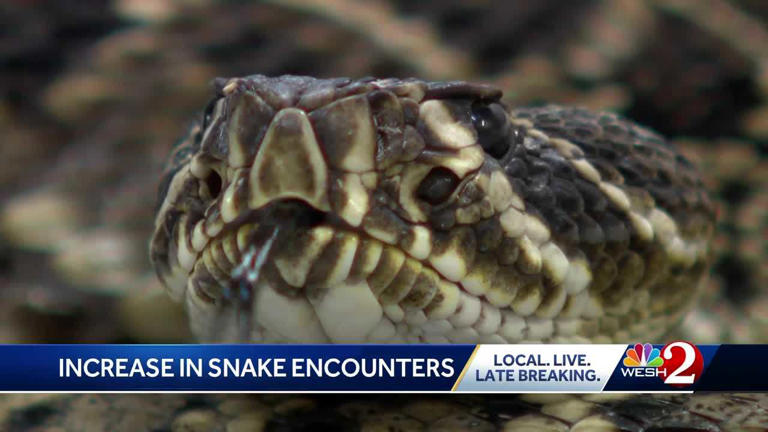 Snake experts warn of encounters as temps rise, say development fueling ...