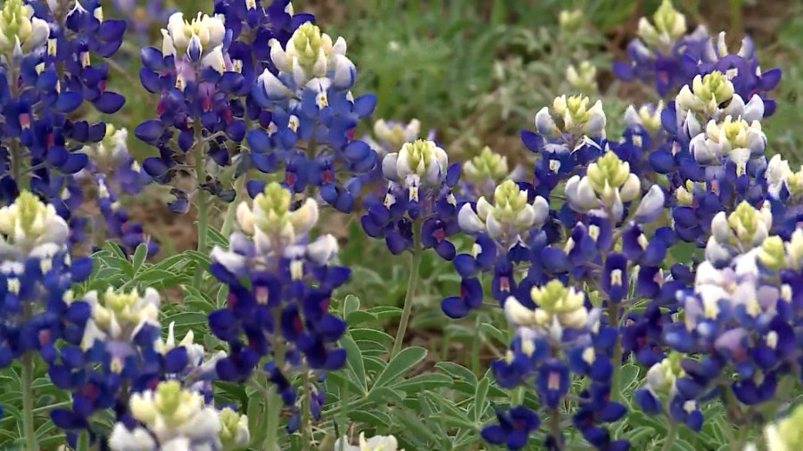 Safety tips to keep in mind while taking pictures with bluebonnets