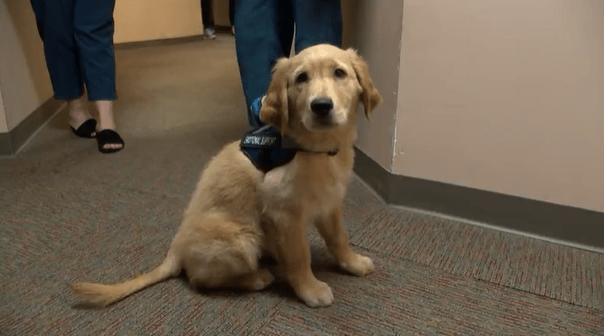 Reporting for duty! Meet Ford Co. Courthouse’s ‘pawfficer’ connecting ...
