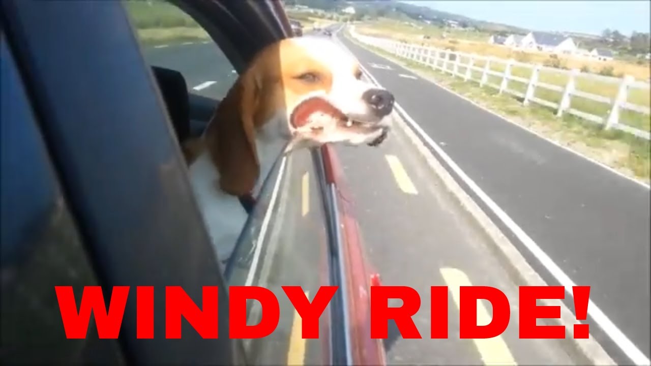 Beagle’s ears flap with excitement on car ride