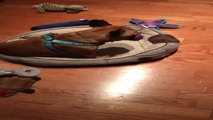 Pup Naps in Bed Surrounded by All Its Toys