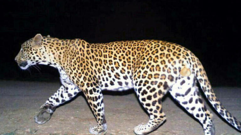 Leopard attack | చిరుత దాడిలో బర్రె మృతి.. భయాందోళనలో రైతులు