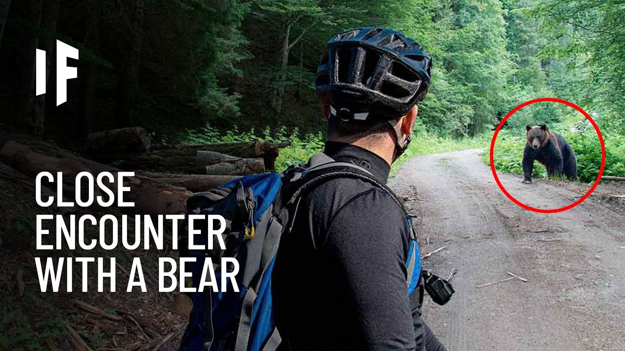 Attacked by a Bear: Could You Make It Out Alive?