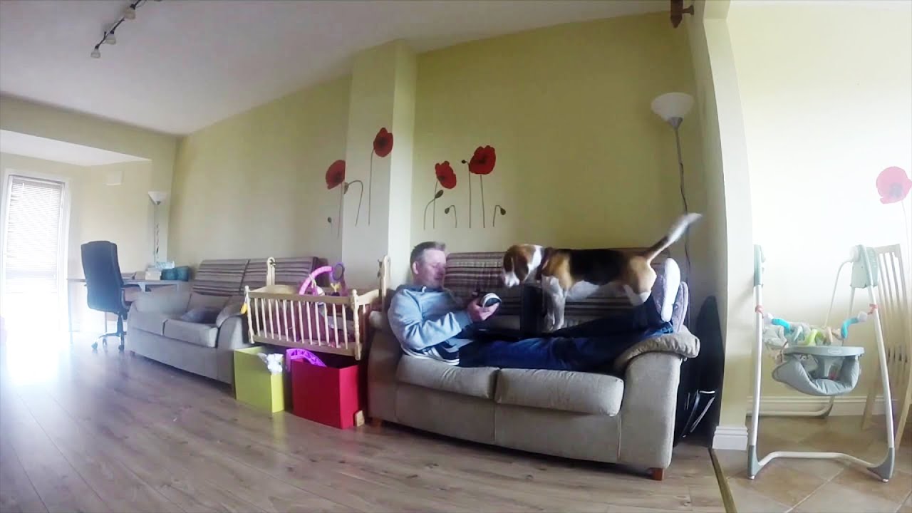 When a beagle needs to go, he really has to go