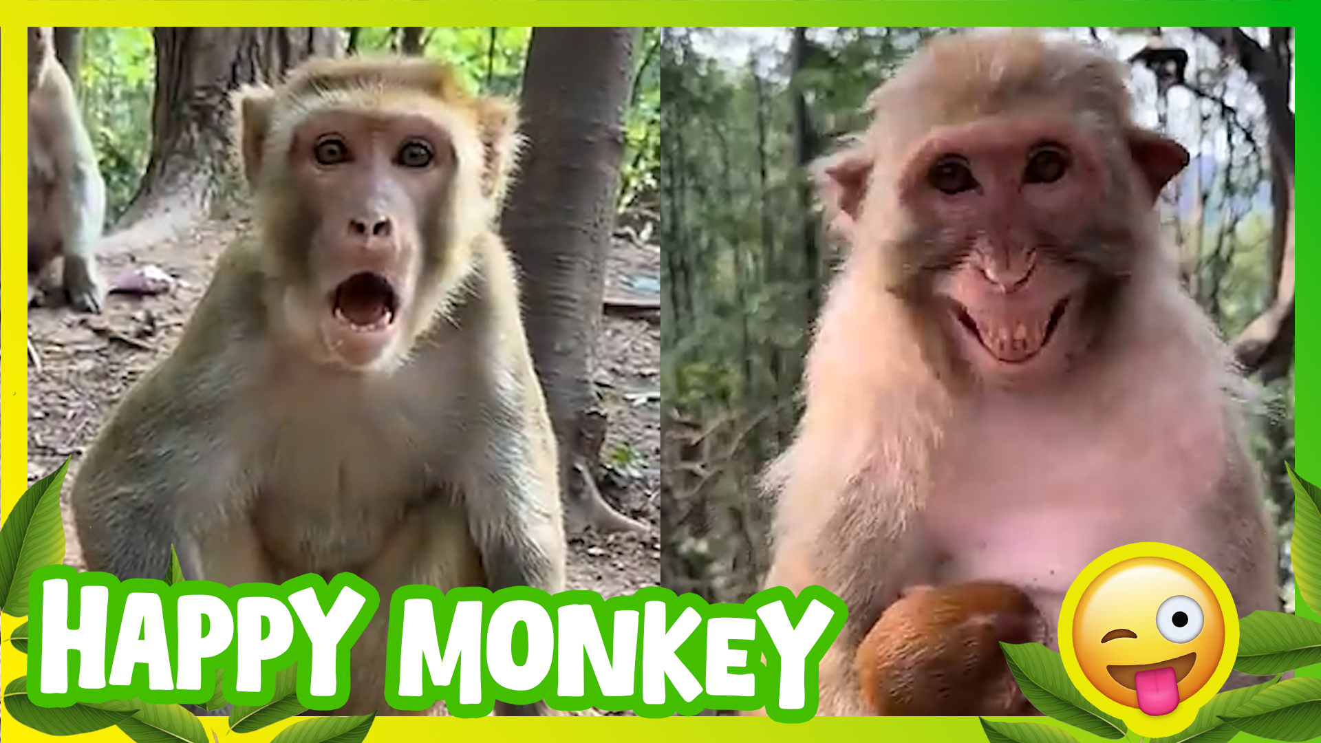 🐵 Happy Monkey Smiling and Playing! Funny and Cute Monkey Video 🐒😊