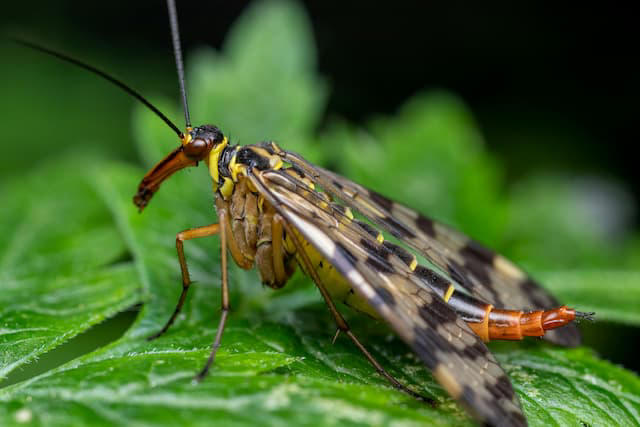 Alacrán con alas en México: Temporada, peligros y dónde se encuentran