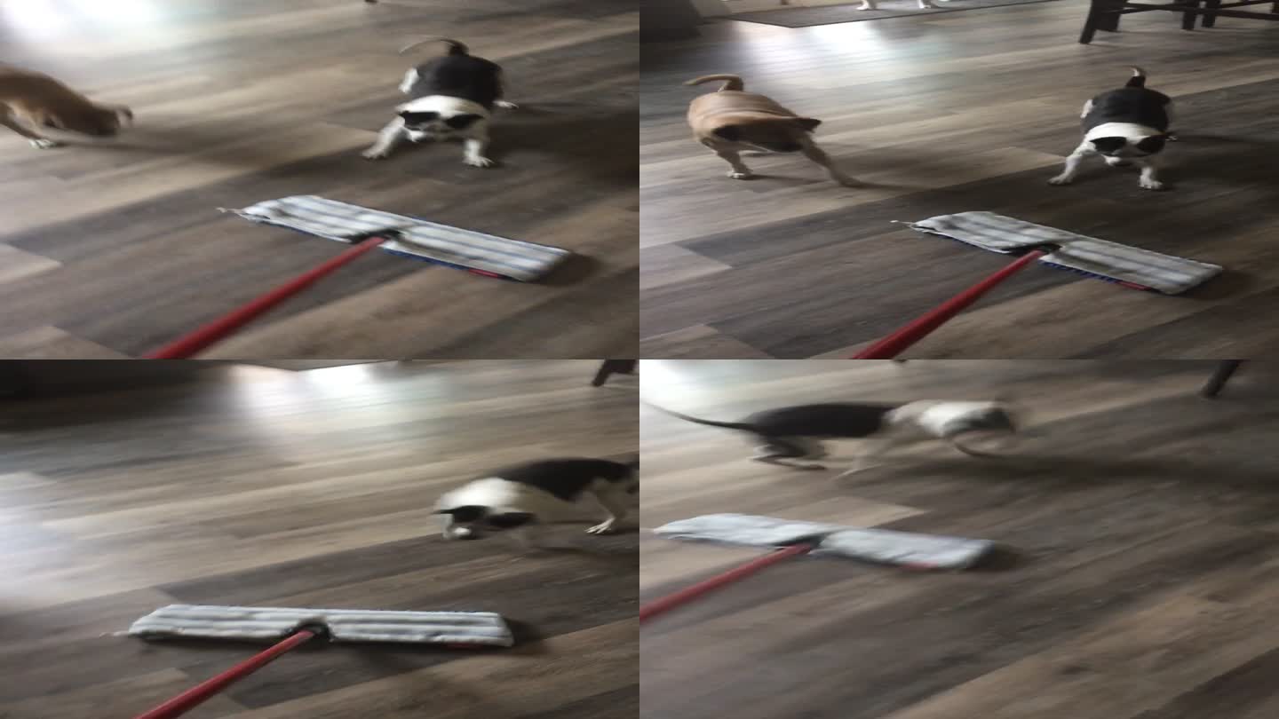 Dog Spots Broom and Bolts in Fear Instantly