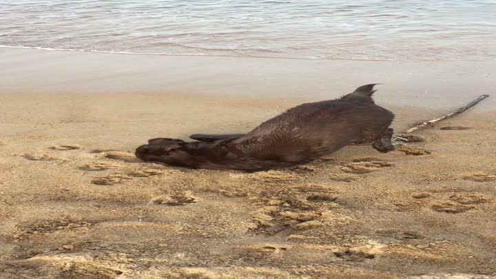 Sandy Pup Rolls With Joy All Over the Beach