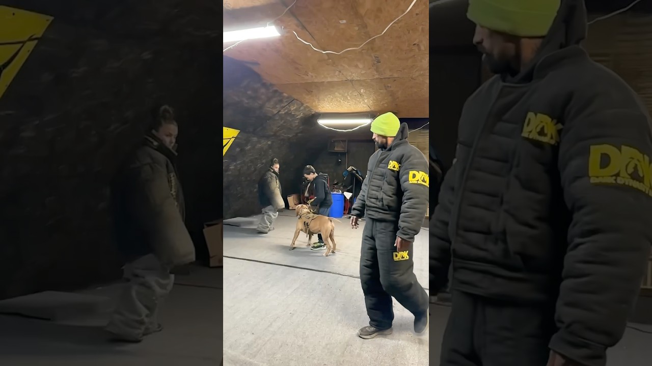 Would you let this dog protect your loved ones?