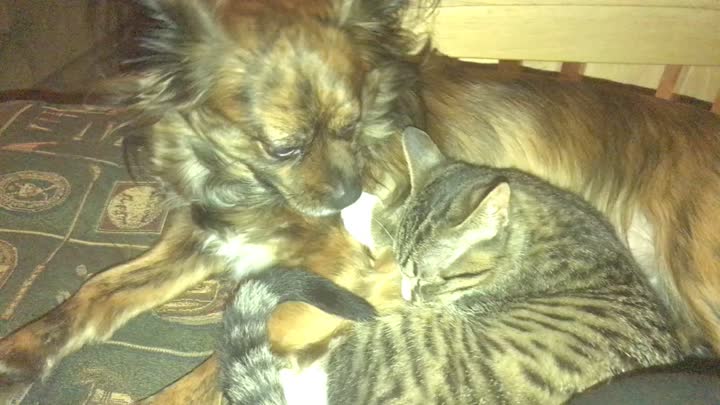 Cat and Dog Snuggle Up for Sweetest Nap