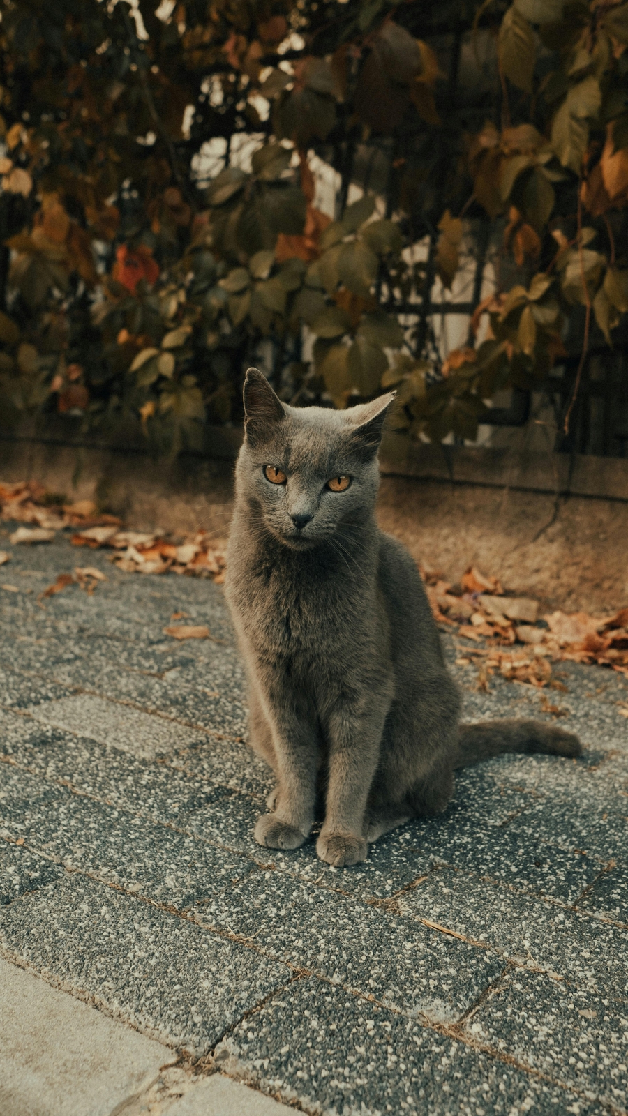 Meet 6 grey cat breeds with striking looks