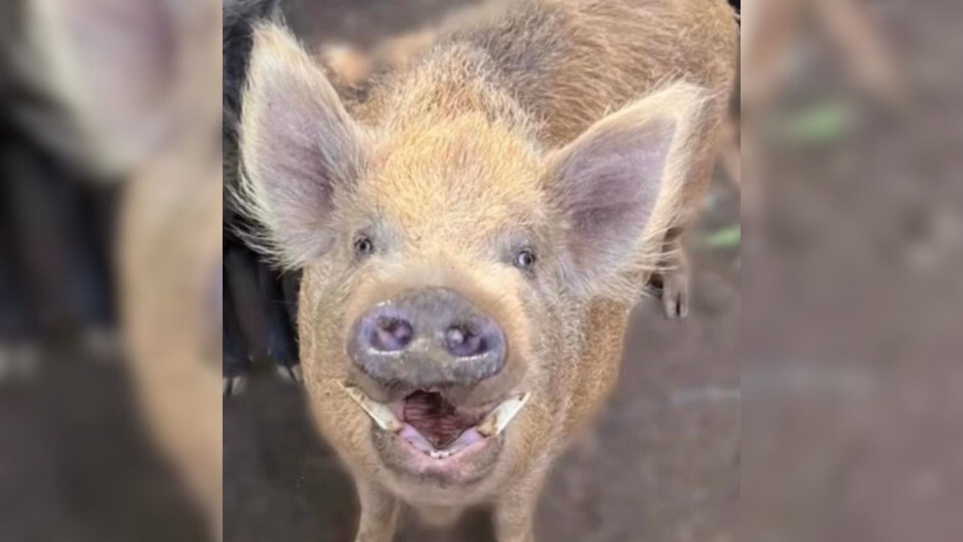 Maui man sentenced for killing beloved pet pig during hunting contest