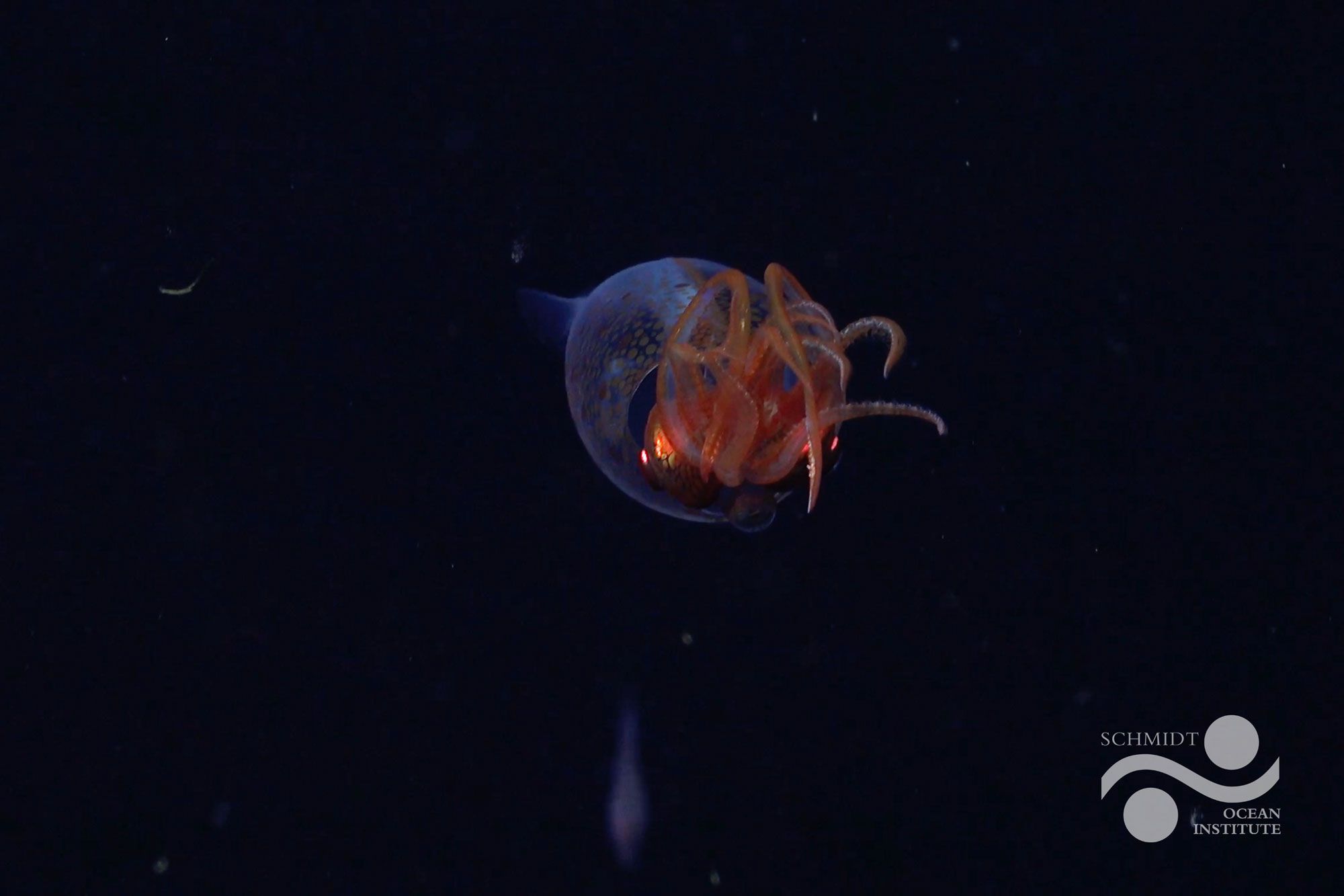 Scientists Shocked to Catch Colossal Squid on Camera for the First Time ...