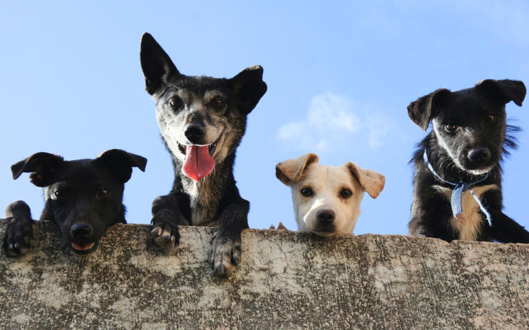 ¿Los perros entienden lo que hablamos? Aquí te decimos