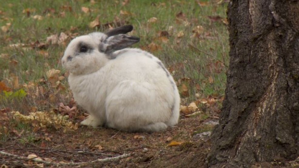 Deadly virus confirmed in domestic rabbit population in Douglas County ...