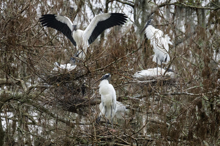 Trump admin proposes redefining ‘harm’ to endangered animals