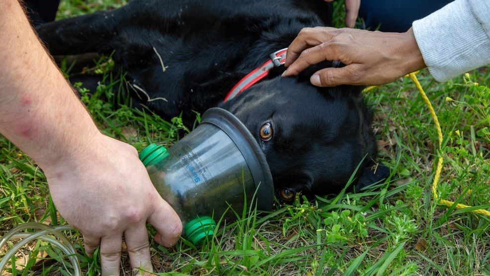 Dog revived after fire thanks to 911, Mobile Fire-Rescue, and neighbor ...