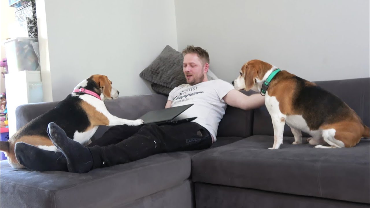 Funny beagles demand constant attention during busy work moments