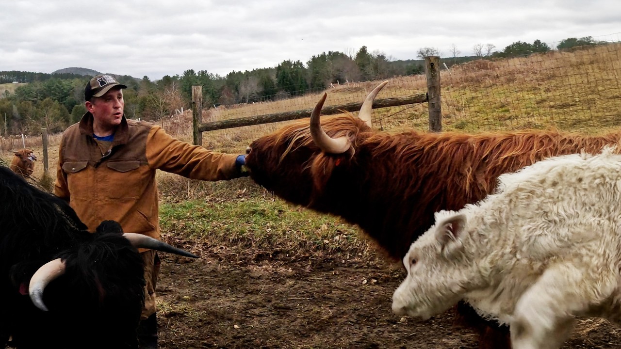 Moving cattle ahead of approaching winter storm on farm