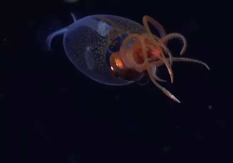 Colossal Squid finally caught on camera in the wild—100 years after its ...