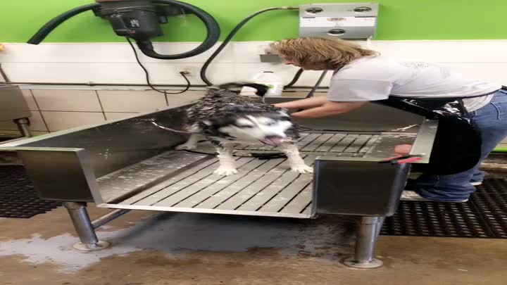 This Whiny Husky Really Hates Bath Time