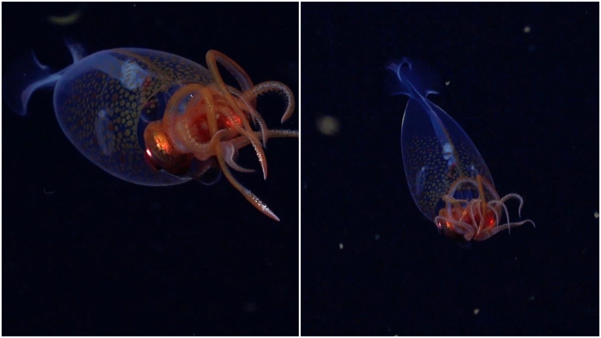 Colossal Squid Captured On Video For The First Time After Discovery: WATCH