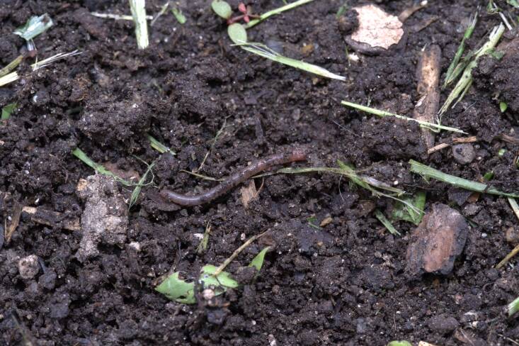 A New Invasive Species? Here’s What You Need to Know About Jumping Worms