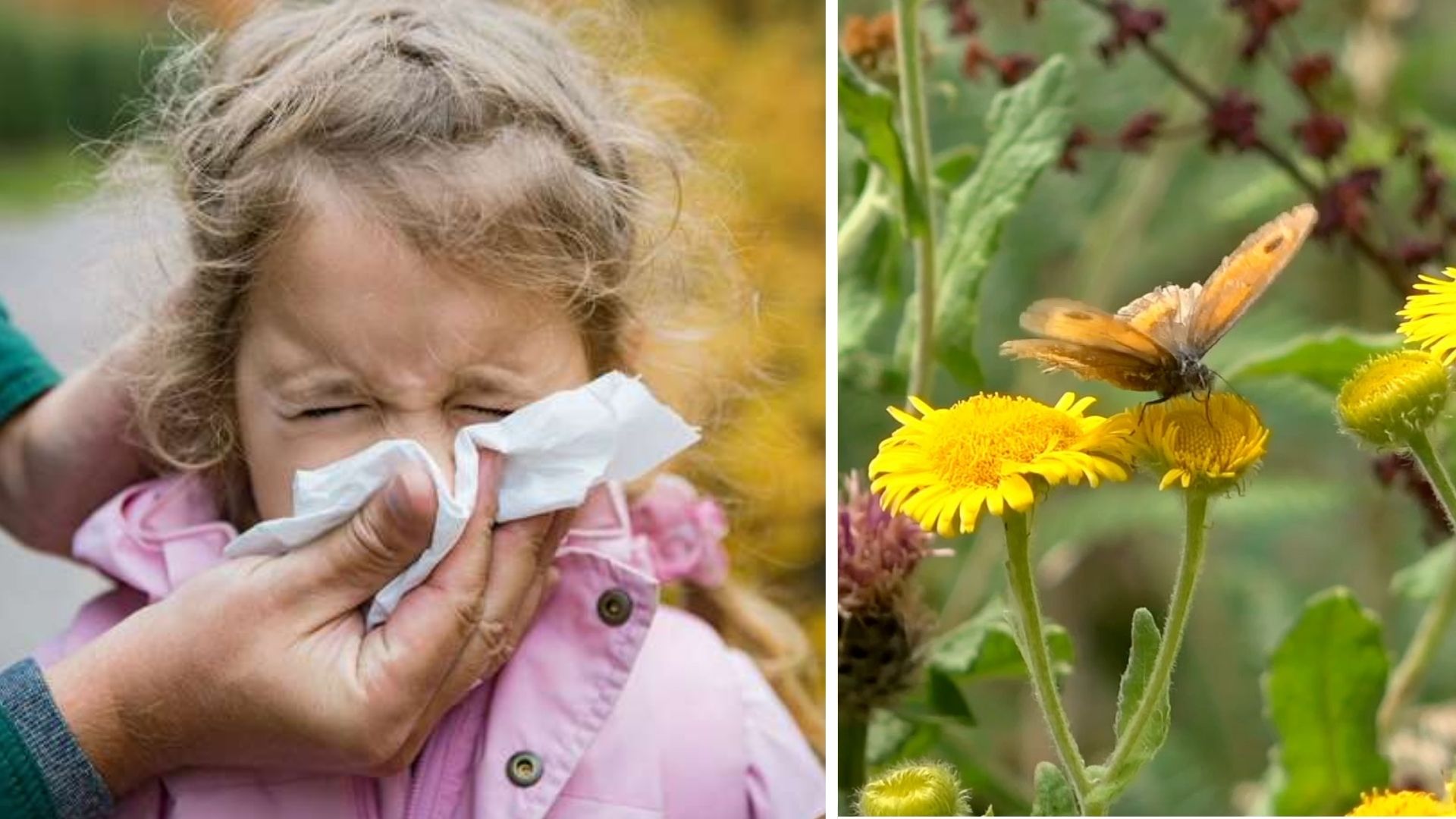 Pollen expert gives top tips to survive Kent's hay fever season