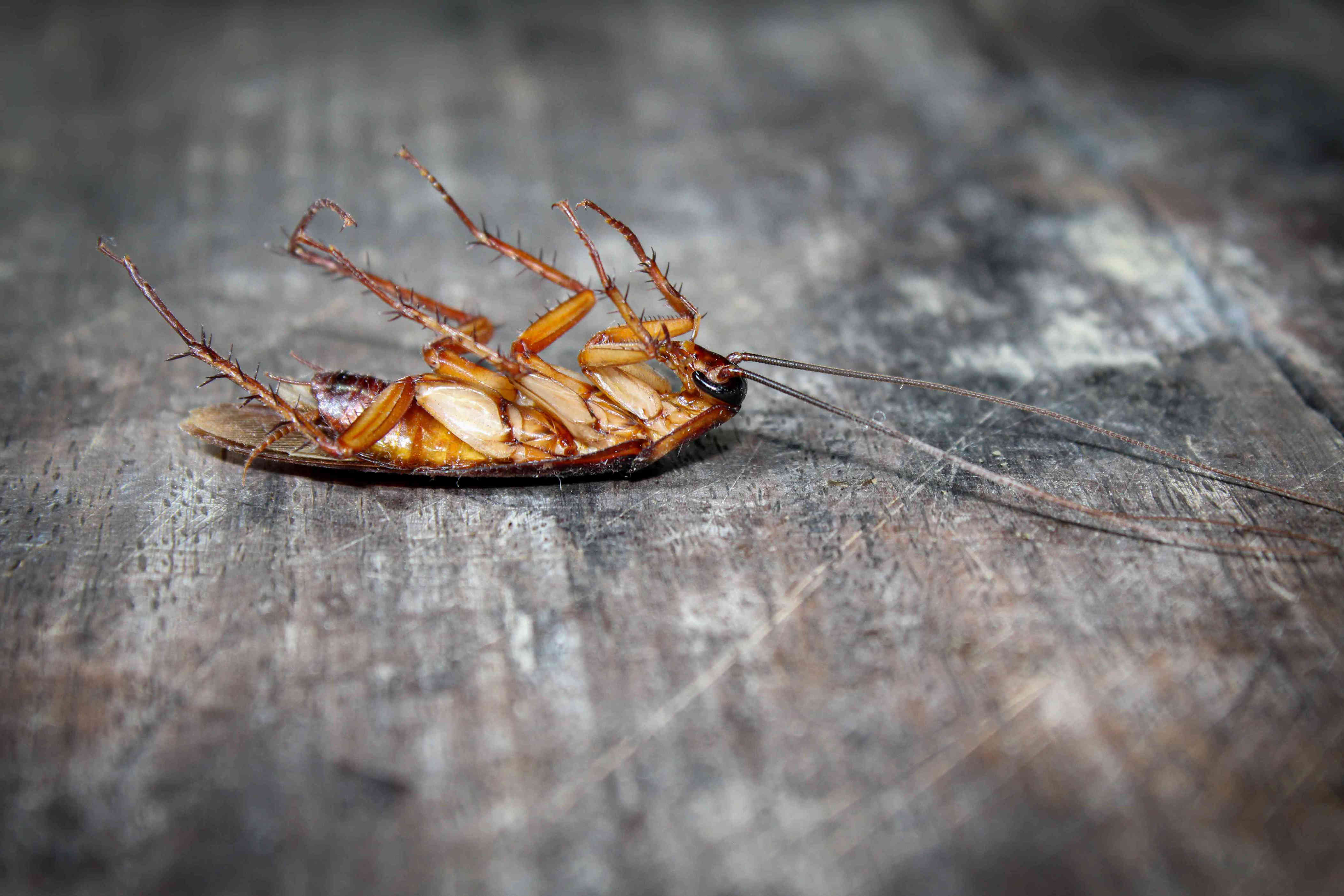 Yes, Bleach Kills Roaches, But Not as Effectively as These 5 Other Methods